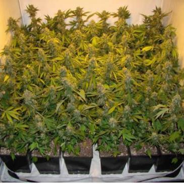 Técnicas SOG y SCROG para aumentar la producción - 420 Grow Shop